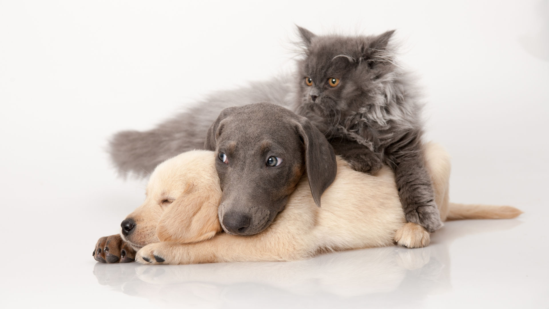 Calmatonine® XR - Pharmadiet