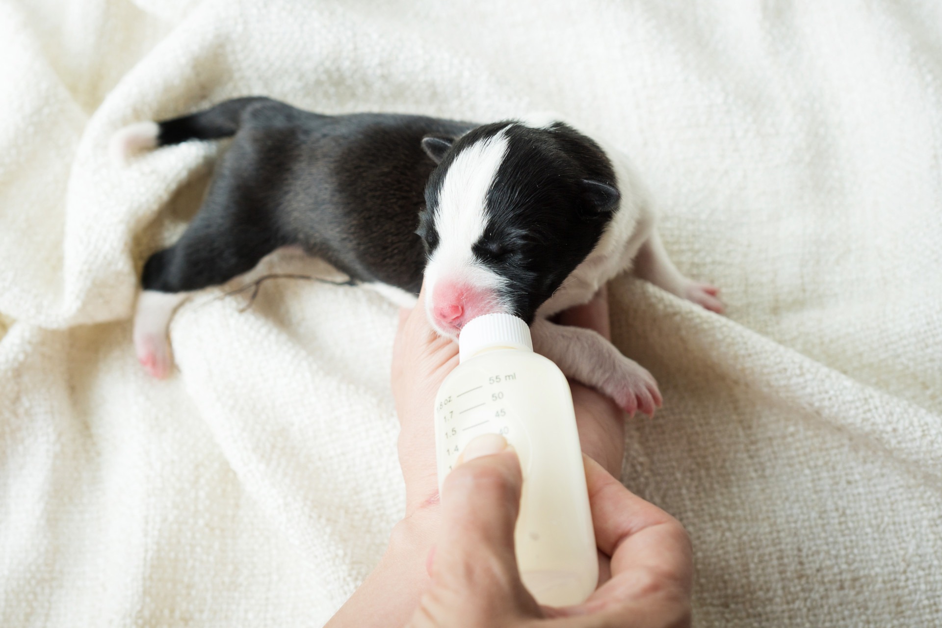 Lactadiet® Perros con Calostro · - Pharmadiet